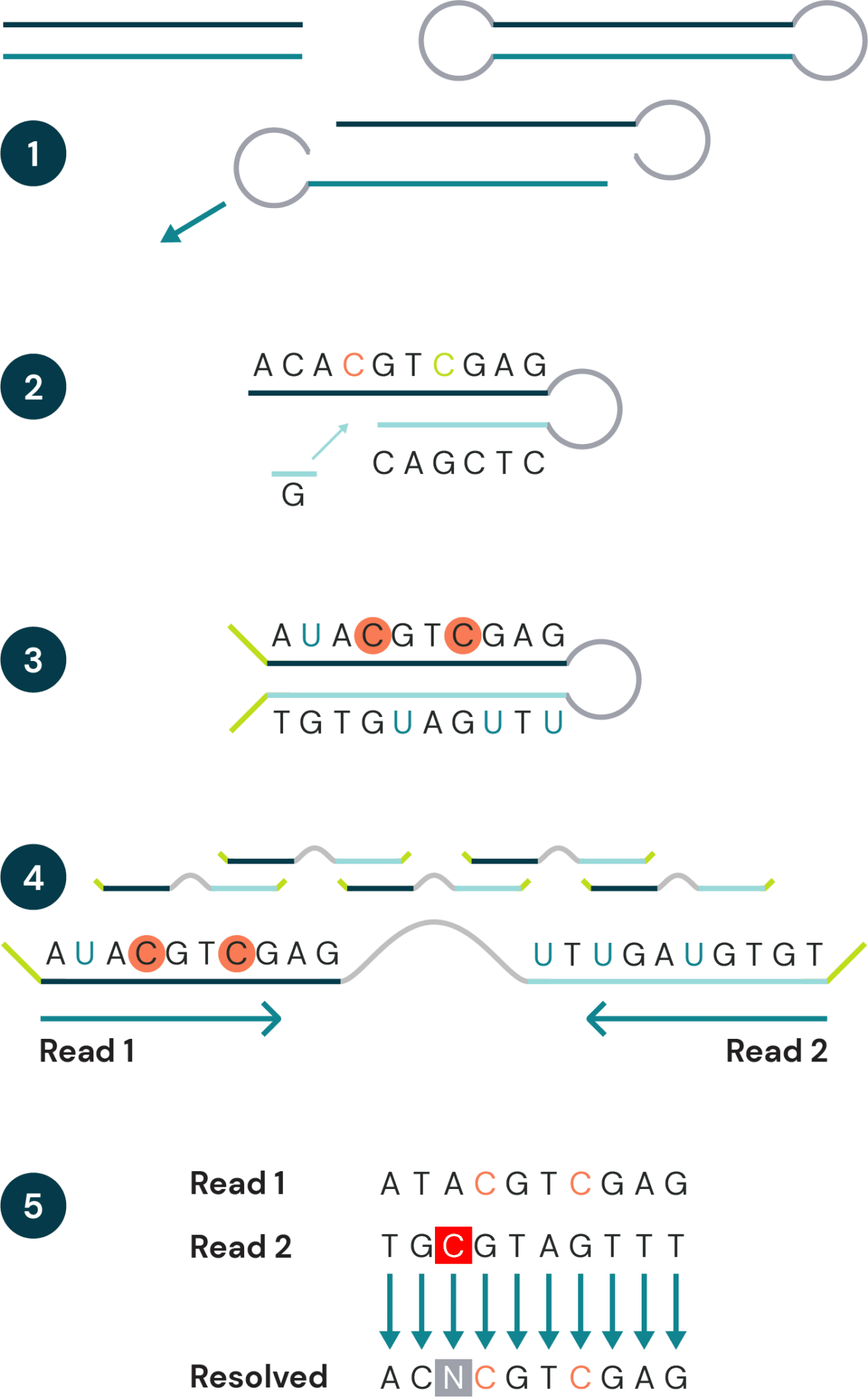 Sequence hub data for biomodal’s duet multiomics solution +modC now ...